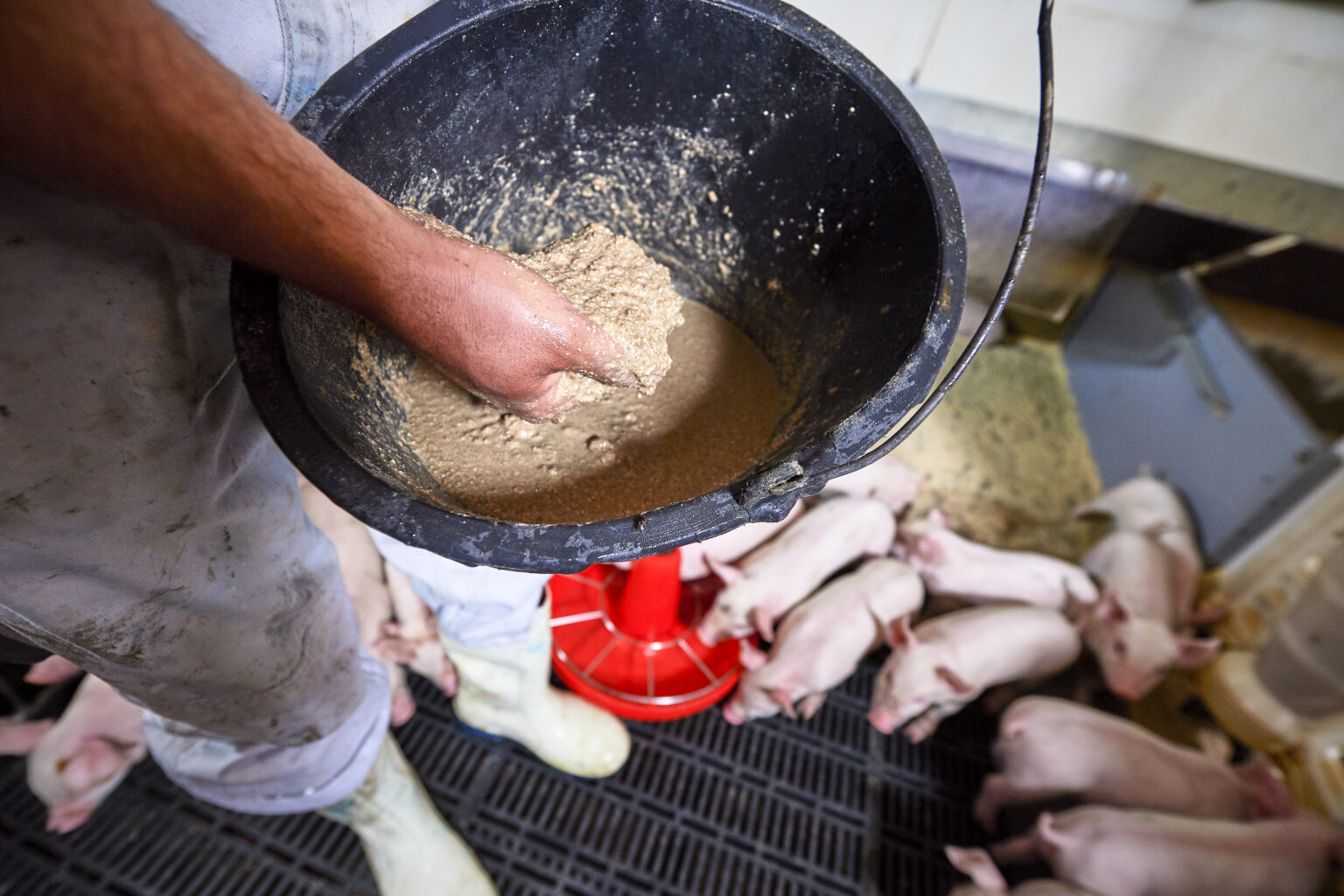 Alimentación de lechones DanBred – DanBred